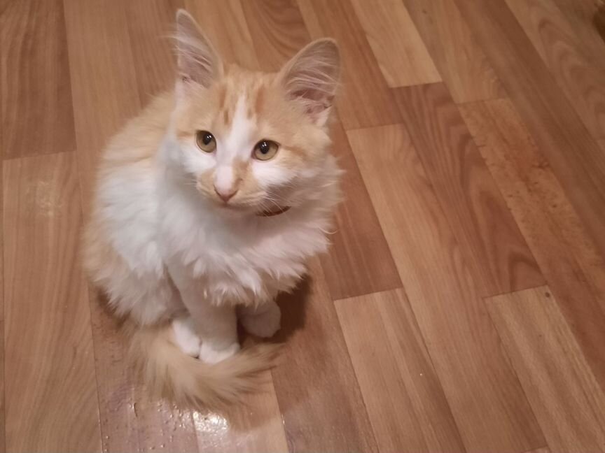 Нашелся кот