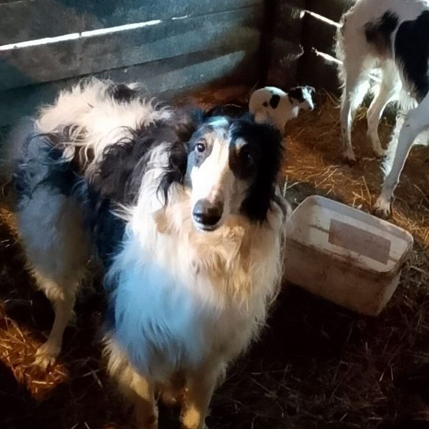 Русская гончая, взрослая собака