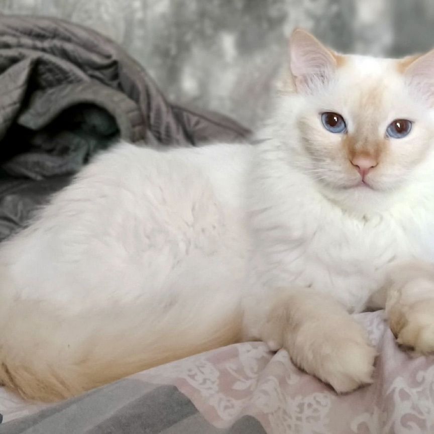 Тайский шикарный кот