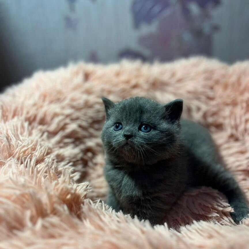 Шотландский прямоушка