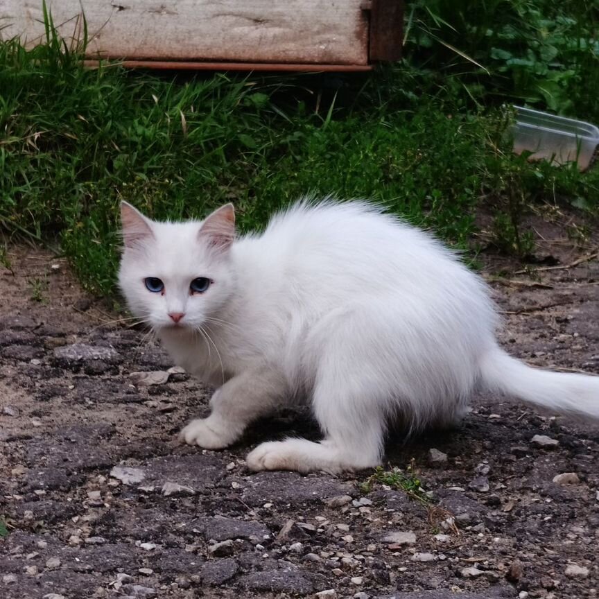 Кошка в добрые руки