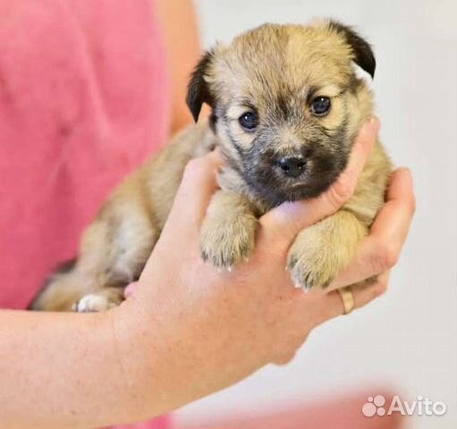 Щенок маленькой небольшой собачки