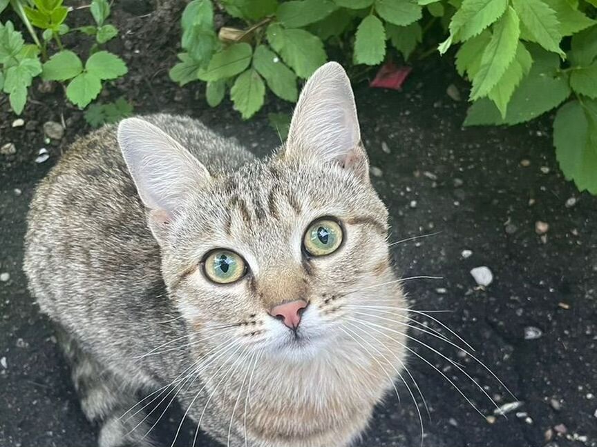 Котику очень нужен дом