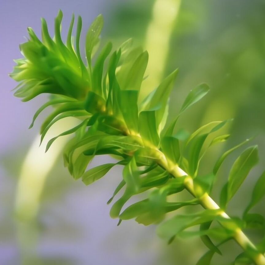 Аквариумные растения (Элодея густая)