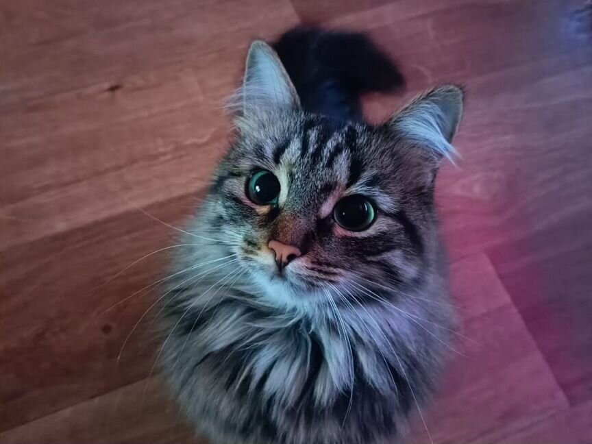 Сибирский котенок бесплатно