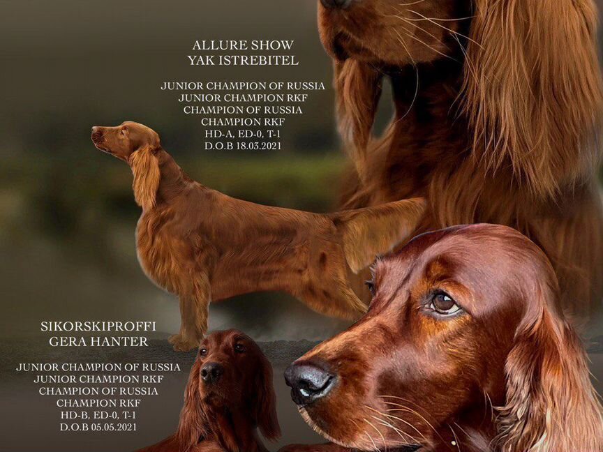 Щенки ирландский сеттер