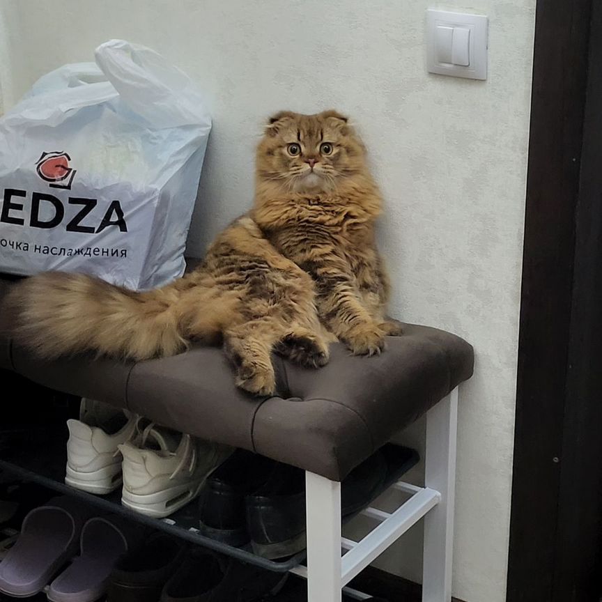 Ищем прекрасную кошечку для вязки