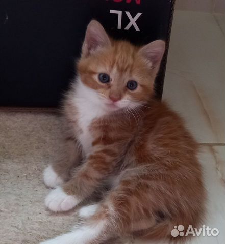 Очаровательные рыжие котята в добрые руки