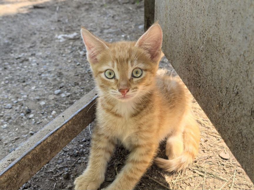 Котики бесплатно в добрые руки