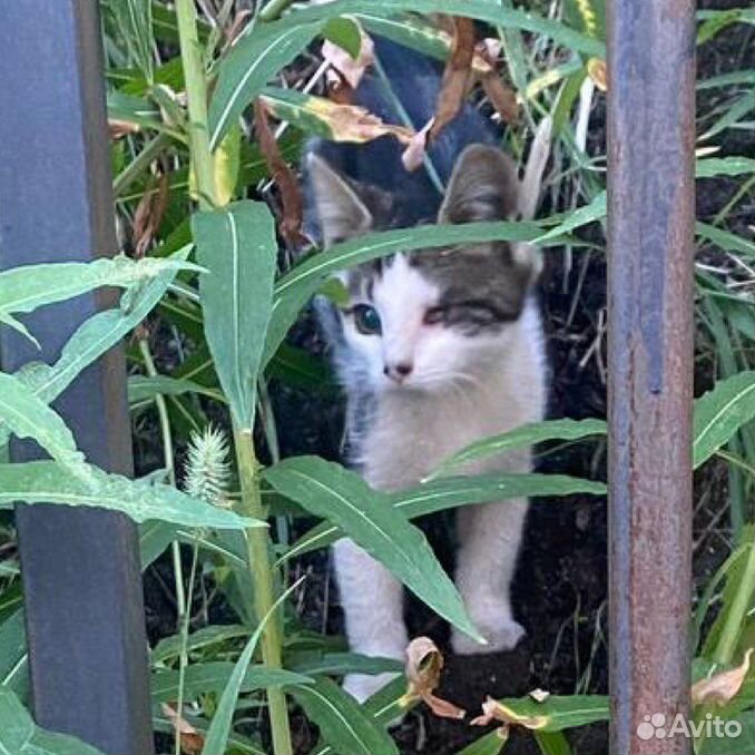 Котенок болеет