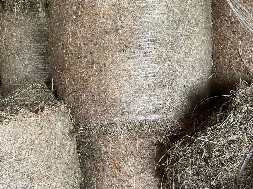 Сено 2023 года в рулонах оптом