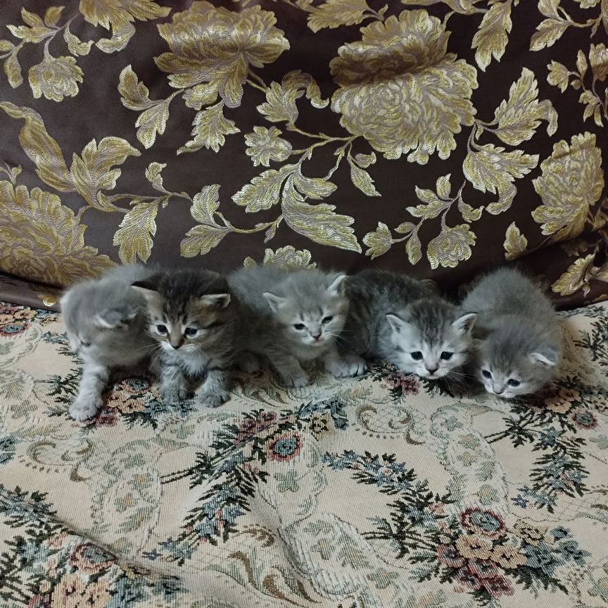 Продам шотландских котят
