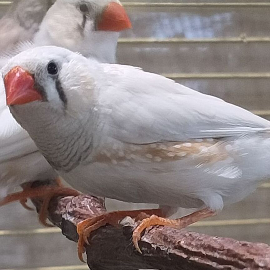 Зебровые амадины окраса Мармазет