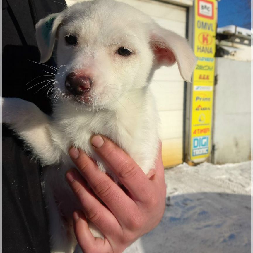 Щенок в добрые руки