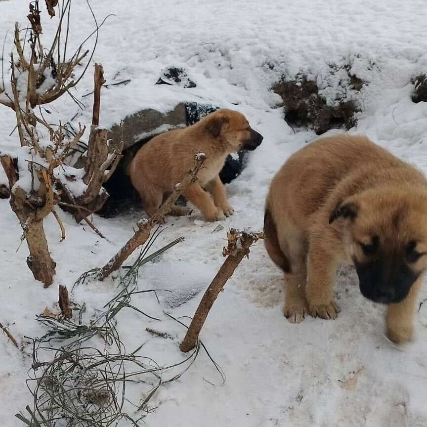 Отдадим щенят или ищем временную передержку