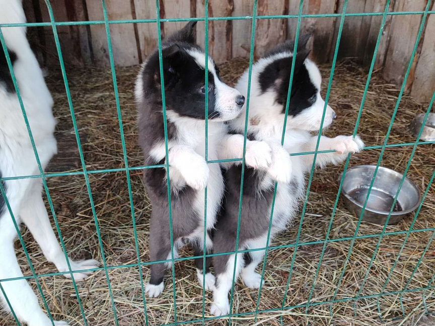 Русско европейская лайка