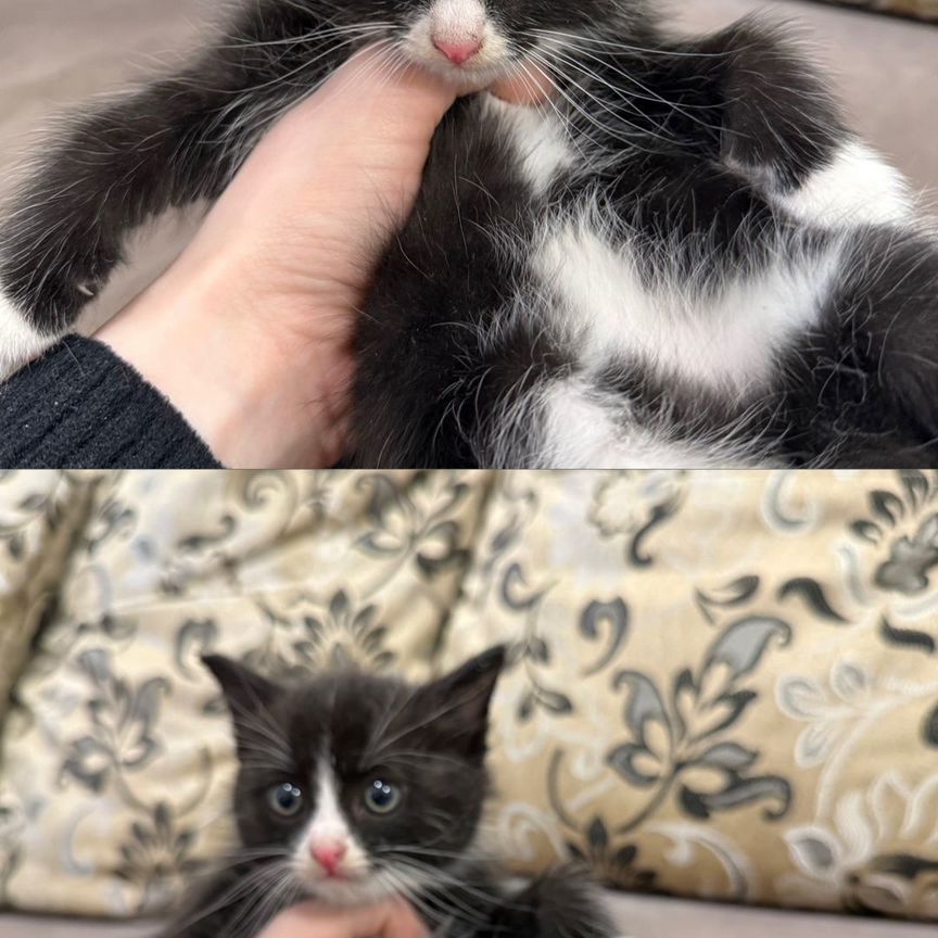 Котёнок в добрые руки