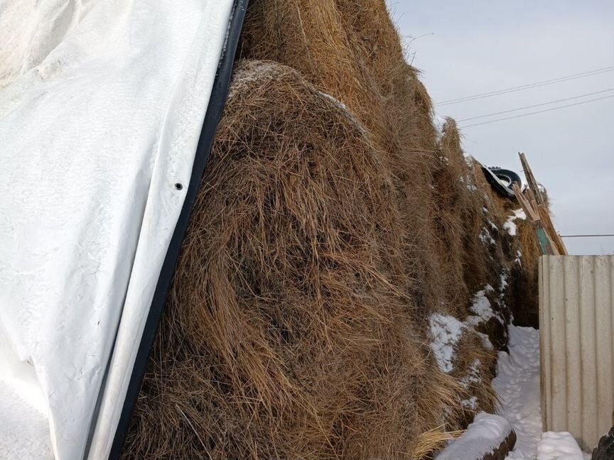 Сено в рулонах