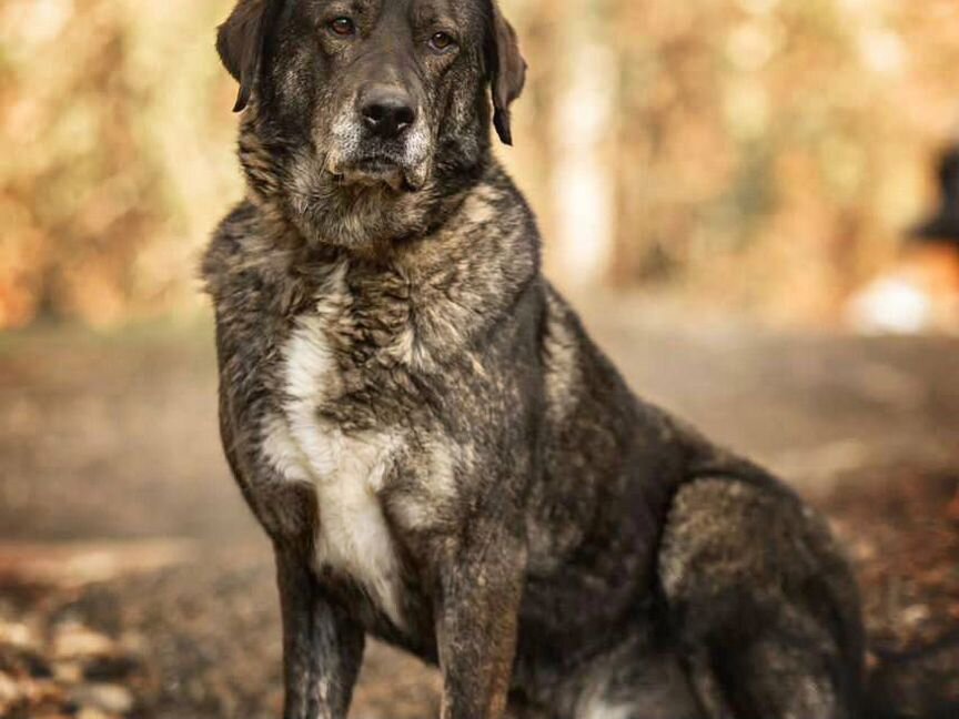 Герда няня детей собака в добрые руки