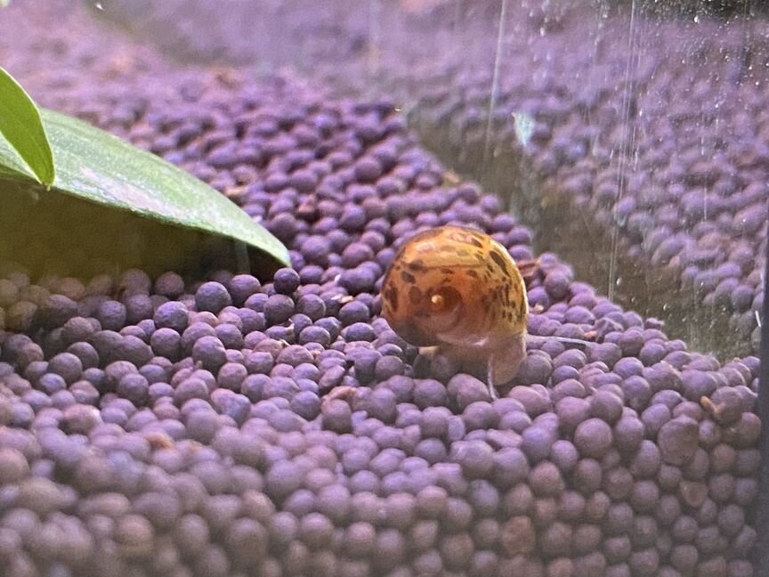 Улитка катушка, улитка физа