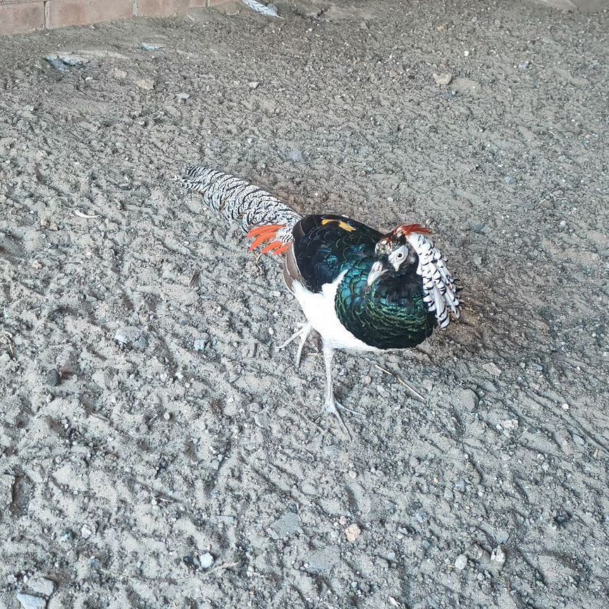 Продаются фазаны