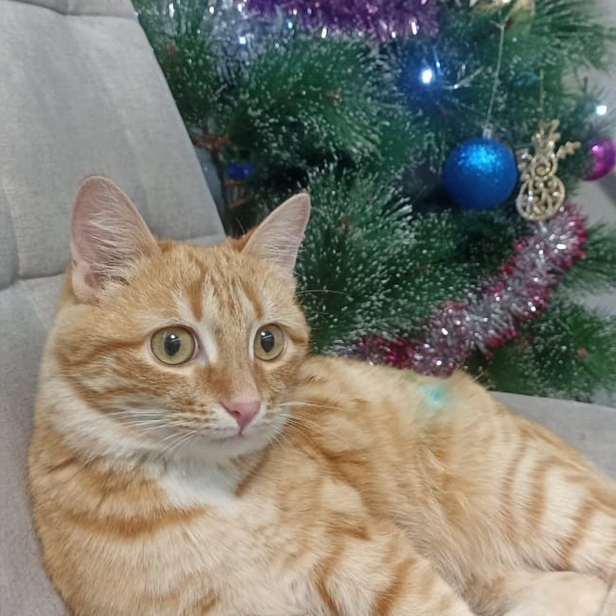 Котенок 6 месяцев