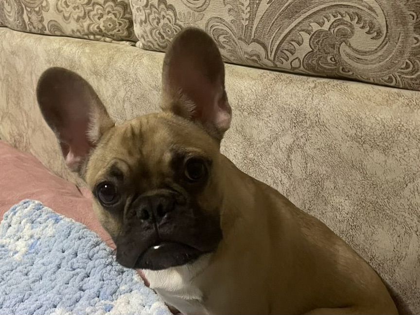 Французский бульдог