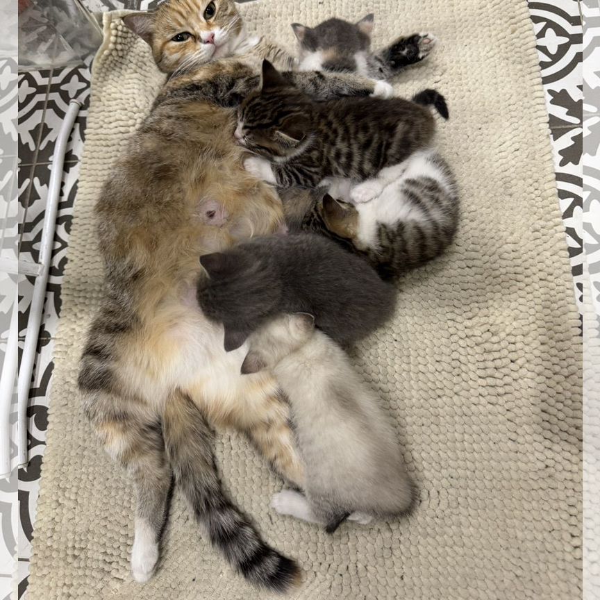 Котёнок от частного владельца