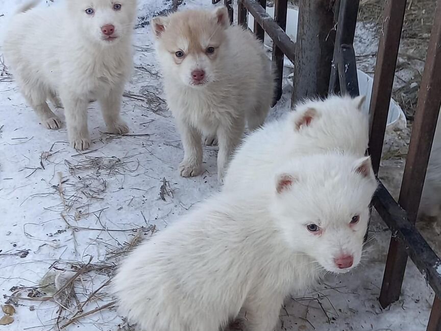 Щенки хаски