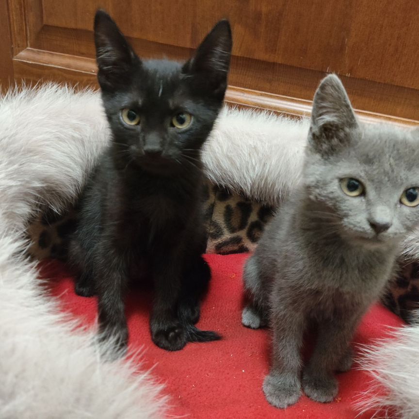 Котята