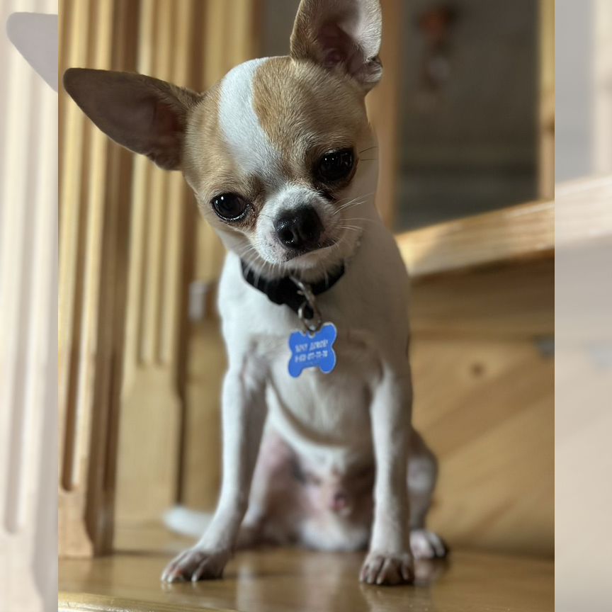 Чихуахуа вязка