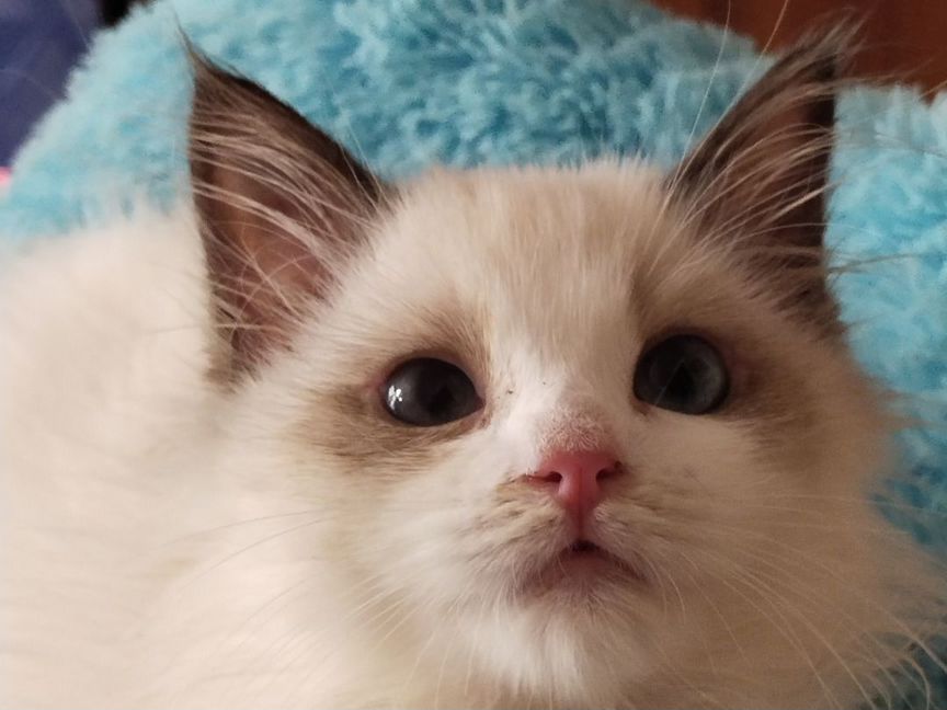 Котята регдолл