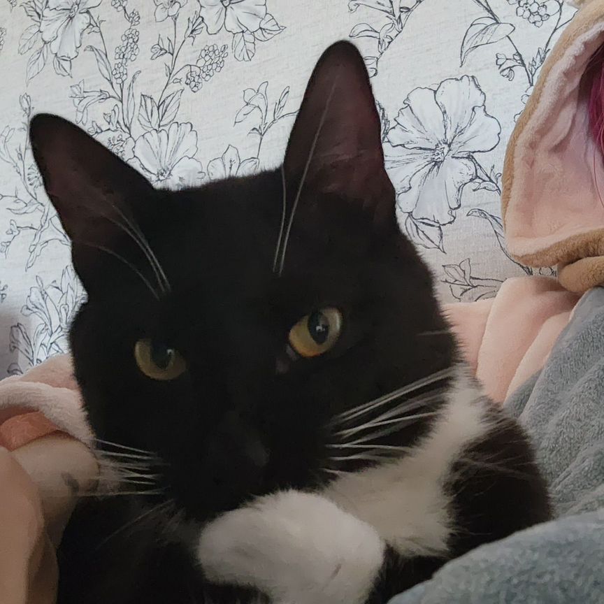 Кошка черно-белая 3 года