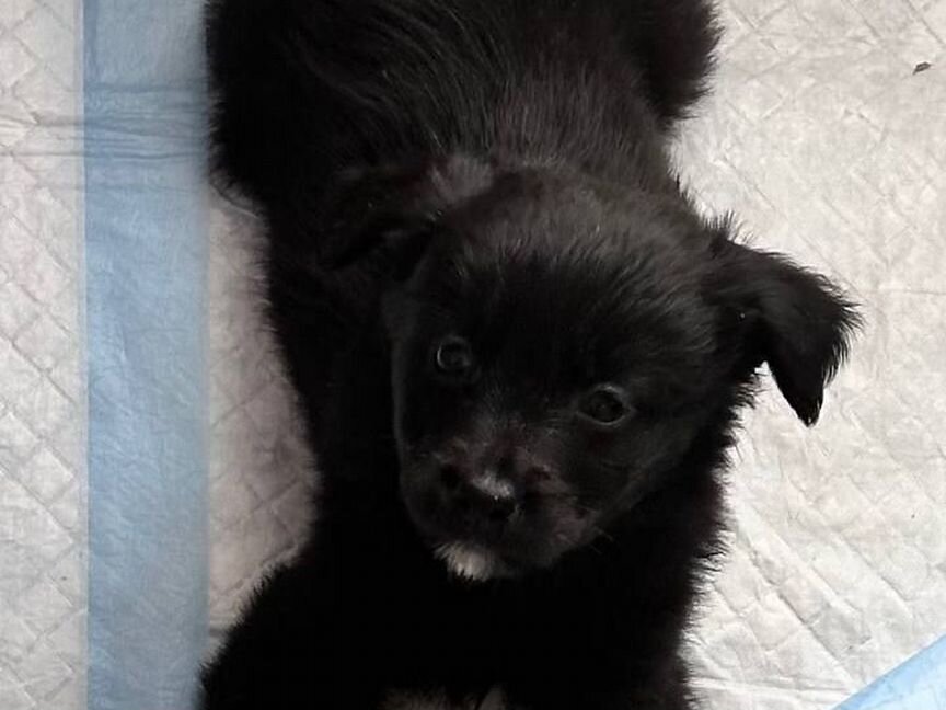 Смесь ретривера и лайки