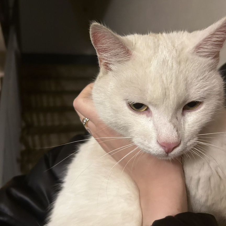 Котик бездомный
