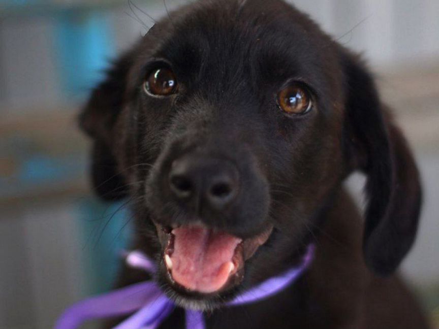 Щенок в добрые руки