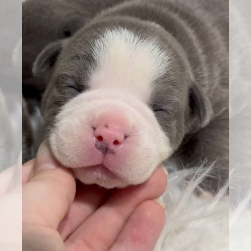 Американский булли