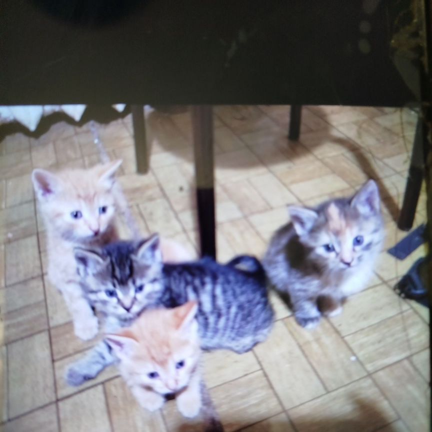 Просто котята