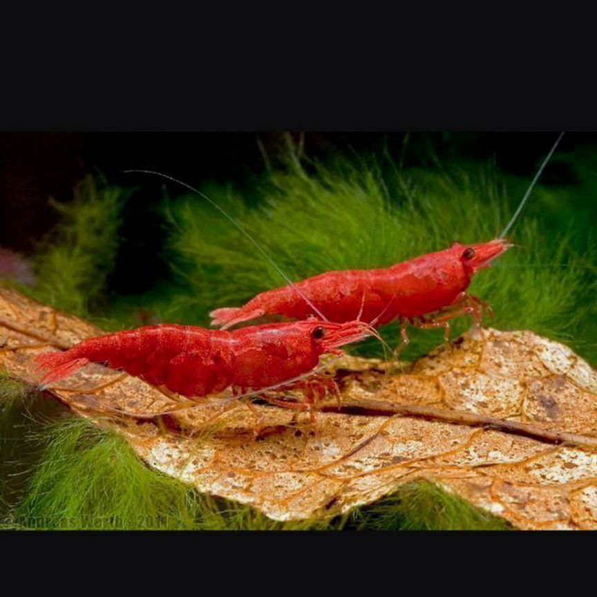 Креветки Вишня