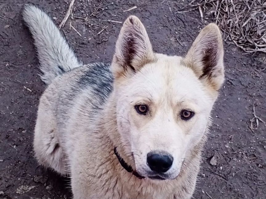 Собачка в добрые руки бесплатно