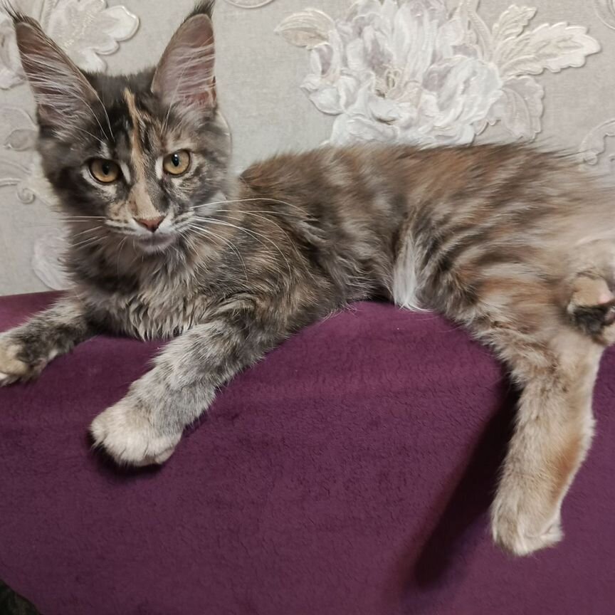 Мейн-кун котёнок