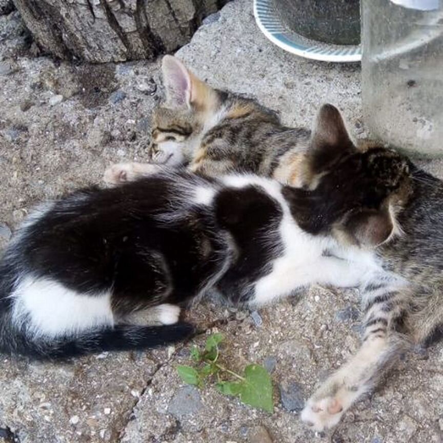 Отдам котят в хорошие руки