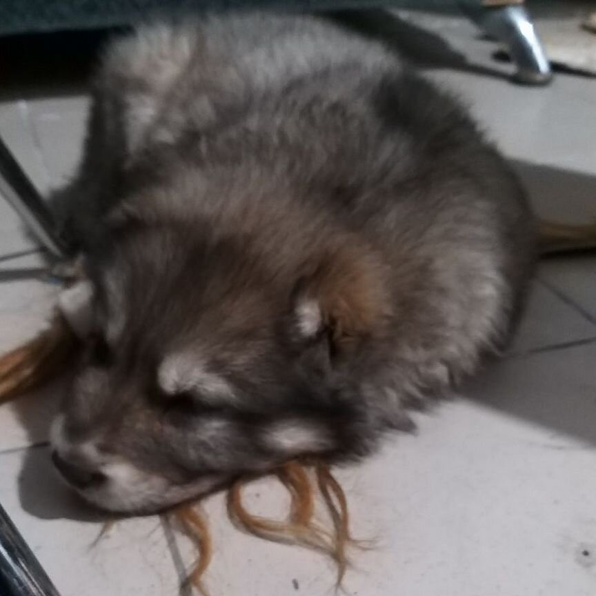 Алабай чобанский володав