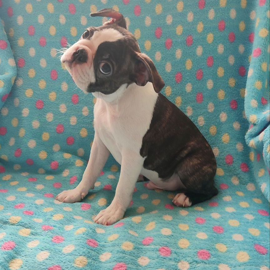 Boston мальчик щенок