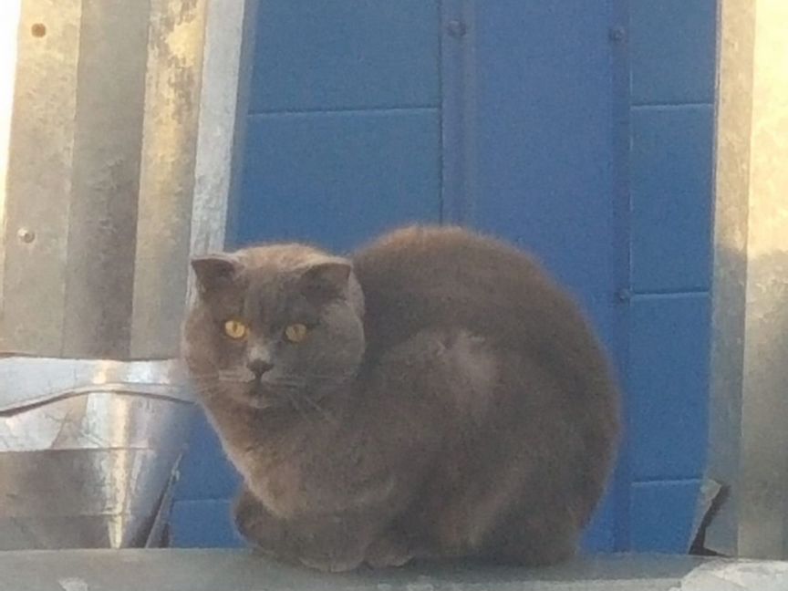 Кот,добрый,ласковый,выброшенный