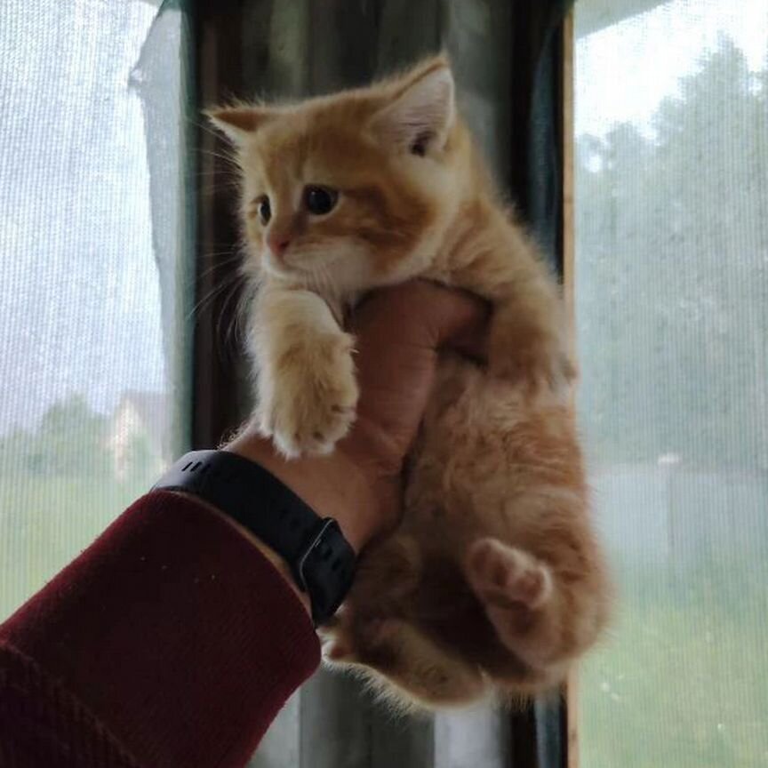 Котёнок в добрые руки