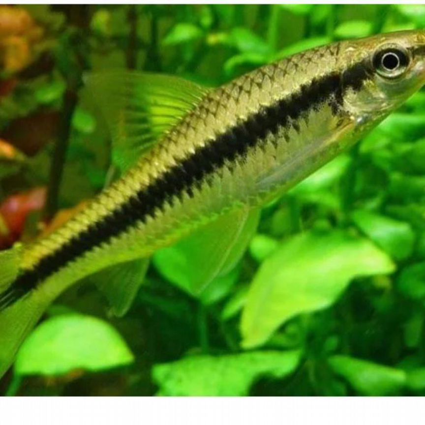 Сиамский водорослеед