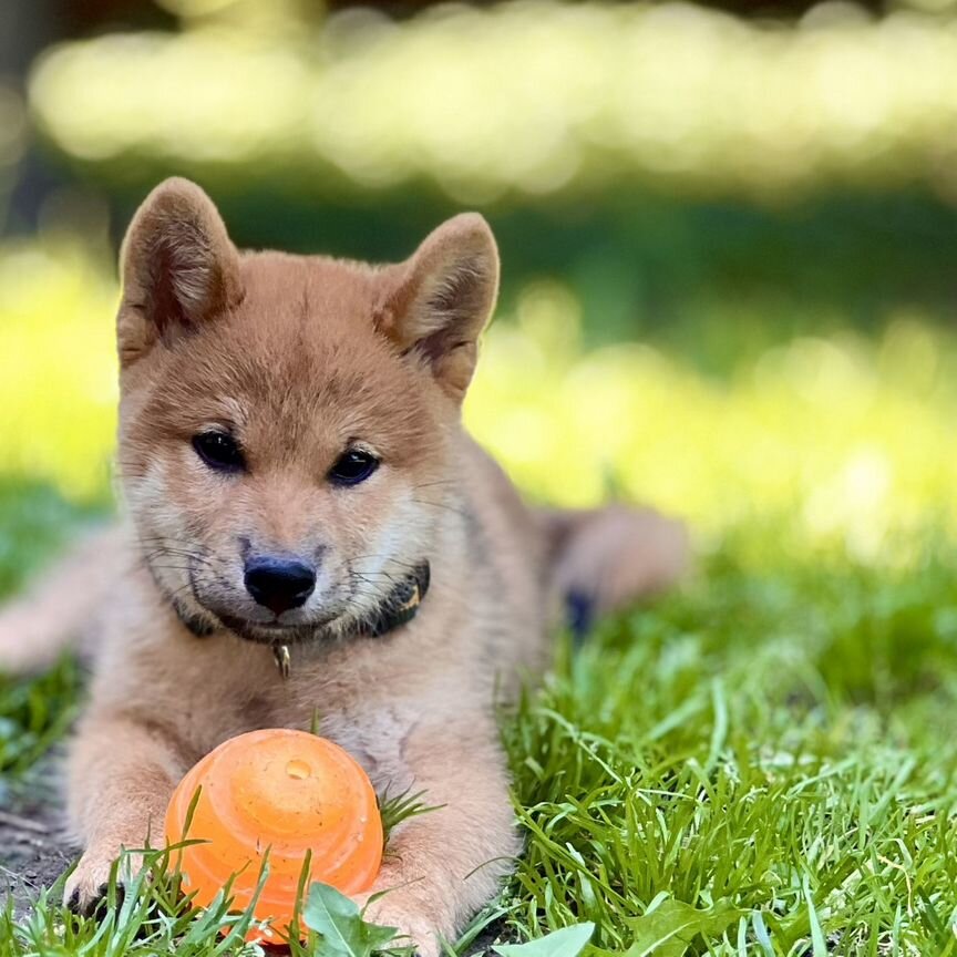 Щенки сиба шиба ину питомник