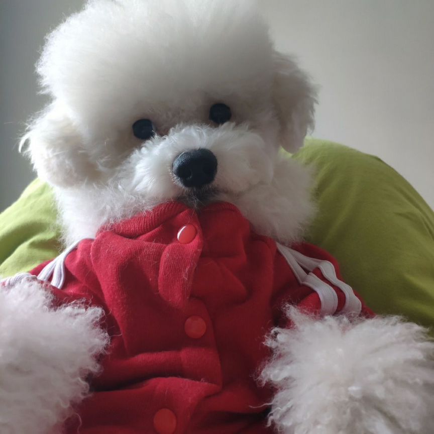 Бишон фризе