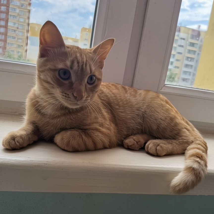 Домашние животные котята бесплатно